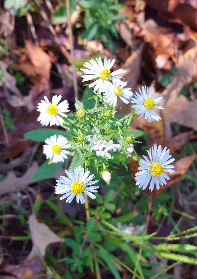 Little White daisy stock image. Image of white, pretty - 102046361