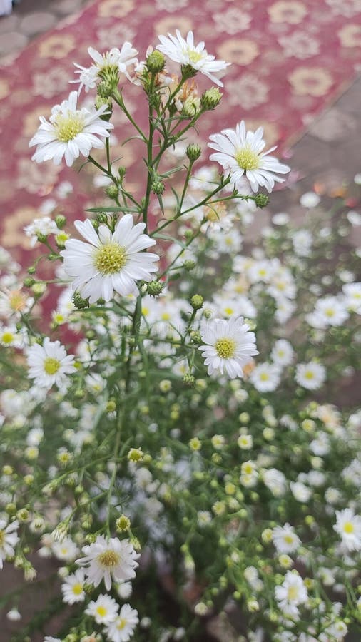 Little White Daisy on Wedding Day Stock Image - Image of little, daisy ...