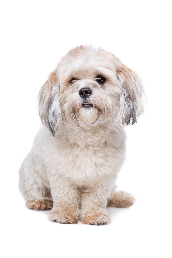 Little white chapel stock image. Image of white, bright - 27534439