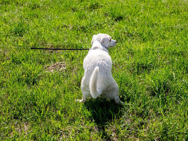 Little White Dog Pooping on the Grass in the Park Stock Photo - Image ...