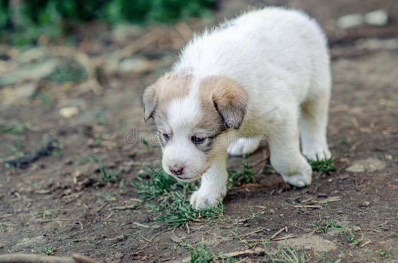 Little White Dog is Purebred on Ground Stock Photo - Image of portrait ...