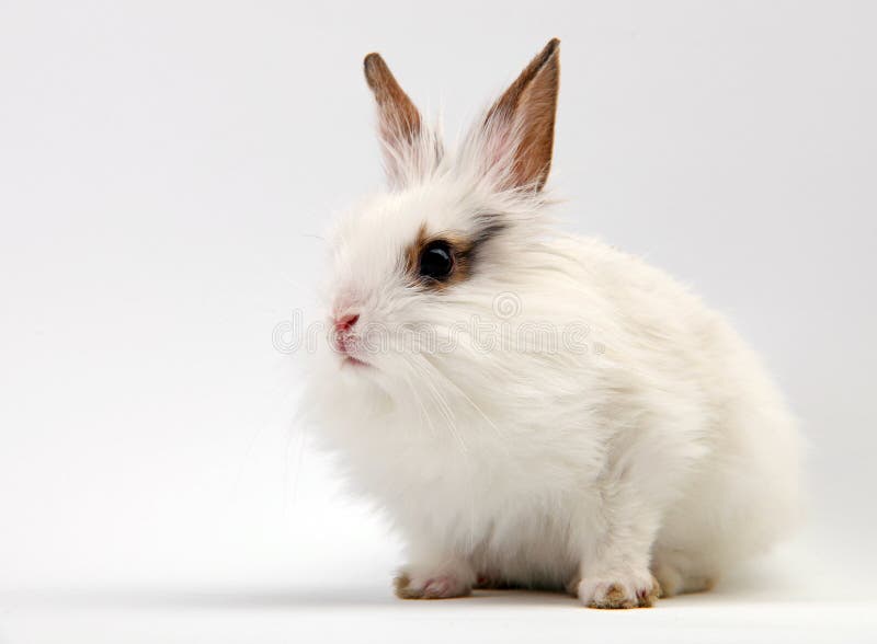 Little White Domestic Rabbit Stock Photo - Image of creature, fancy ...