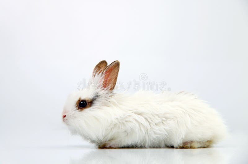 Little White Domestic Rabbit Stock Image - Image of young, soft: 13878687