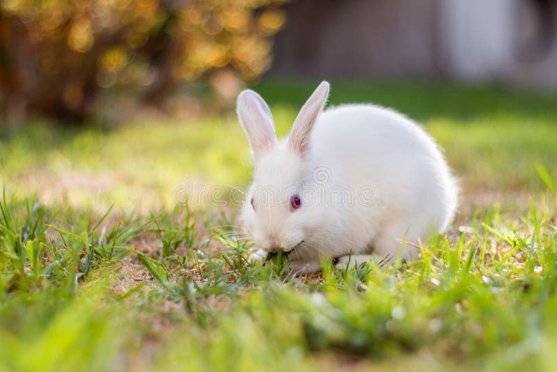 Little white dwarf rabbit stock photo. Image of rodent - 93037578