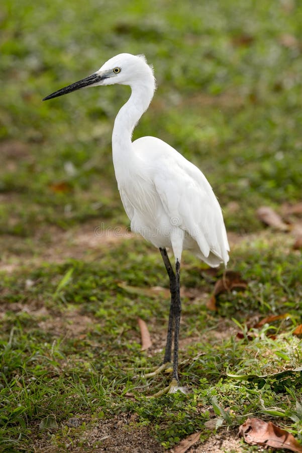 Little White Egret, Egreta Garzetta Stock Photo - Image of egret, white ...