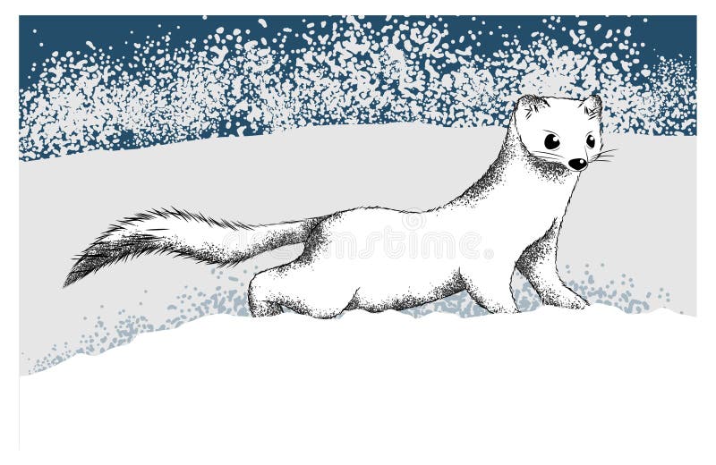 White Ermine Cartoon Illustration Stock Illustration - Illustration of ...