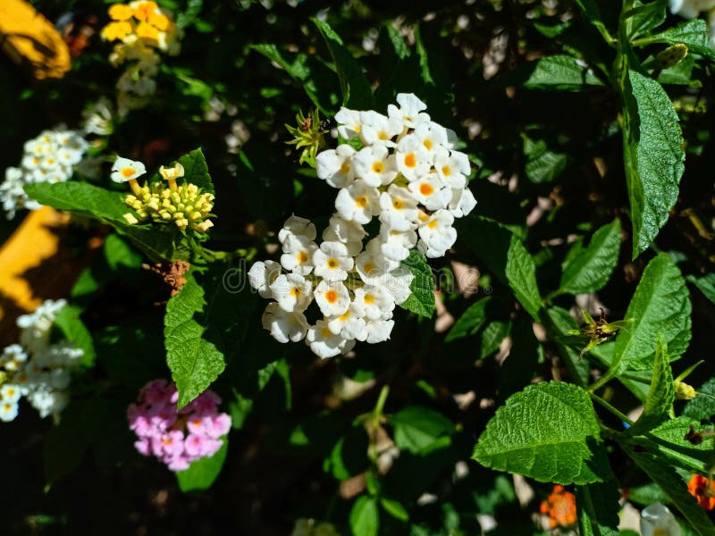 White flowe stock photo. Image of flower, background - 52055670