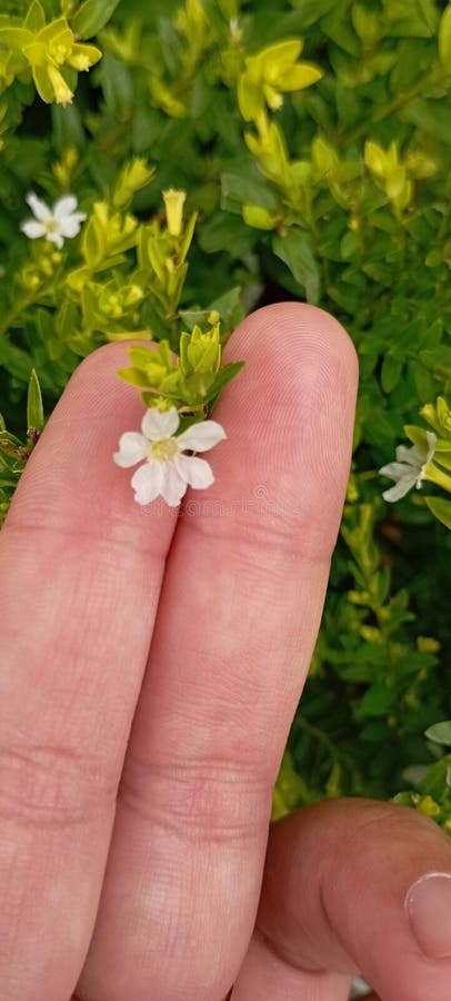 Little White Flower & X28;Bunga Tepi Jalan& X29; Stock Photo - Image of ...