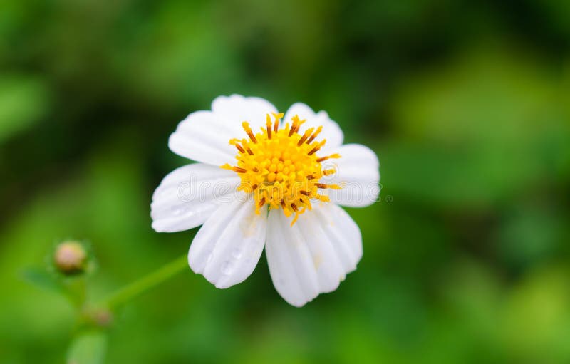 Little white flower stock image. Image of plant, flower - 47608701