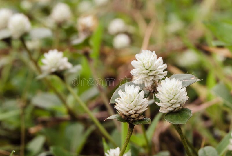 Wild White Flowers in the Spring Morning Stock Photo - Image of morning ...
