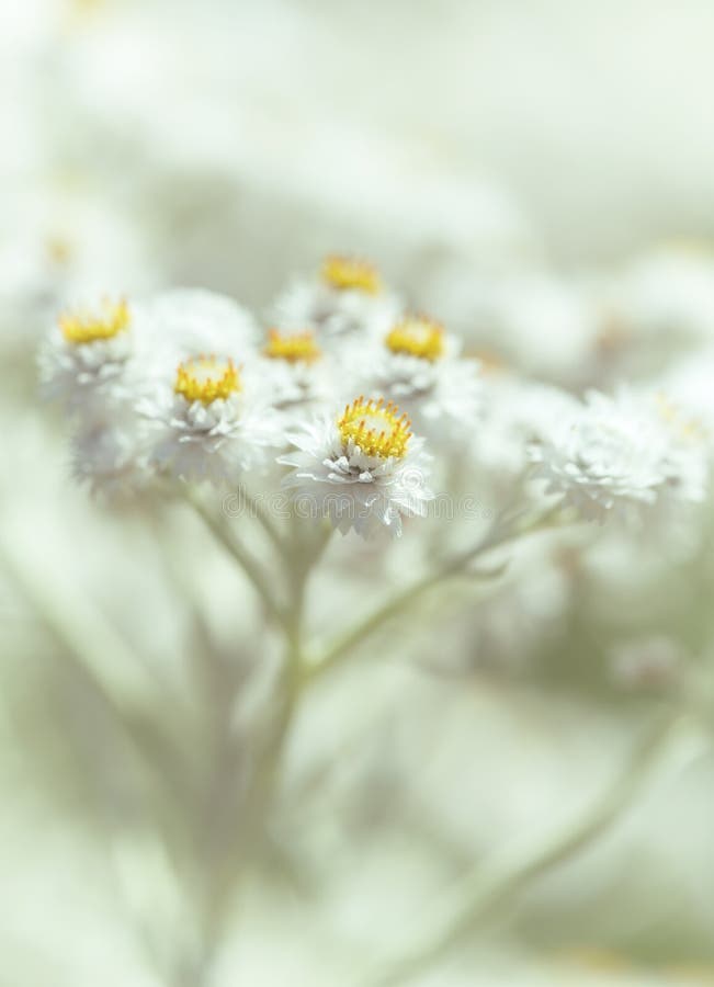 Little white flowers stock image. Image of freshness - 26437963