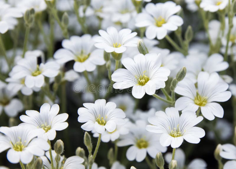 Little white flowers stock image. Image of leaf, small - 40823009