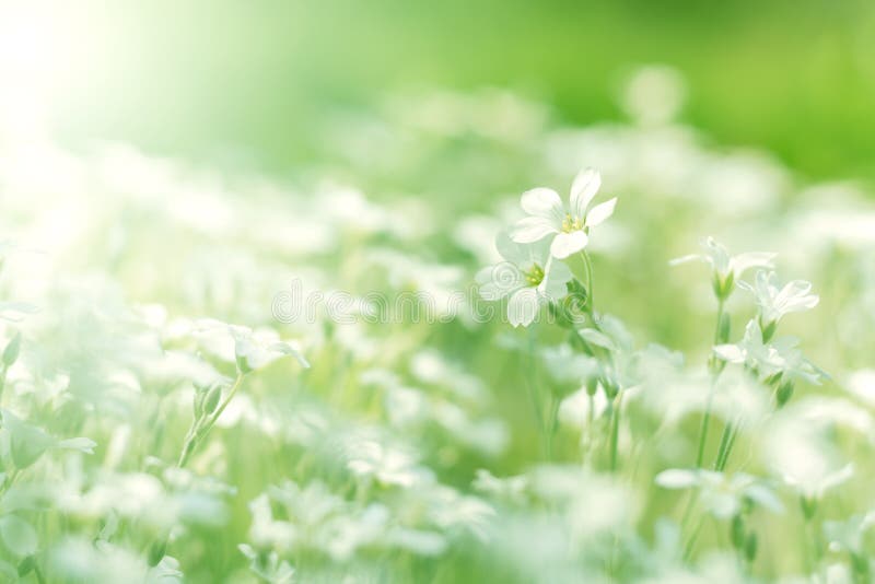 Little White Flowers . White Field Flowers in Sunlight. Soft Selective ...