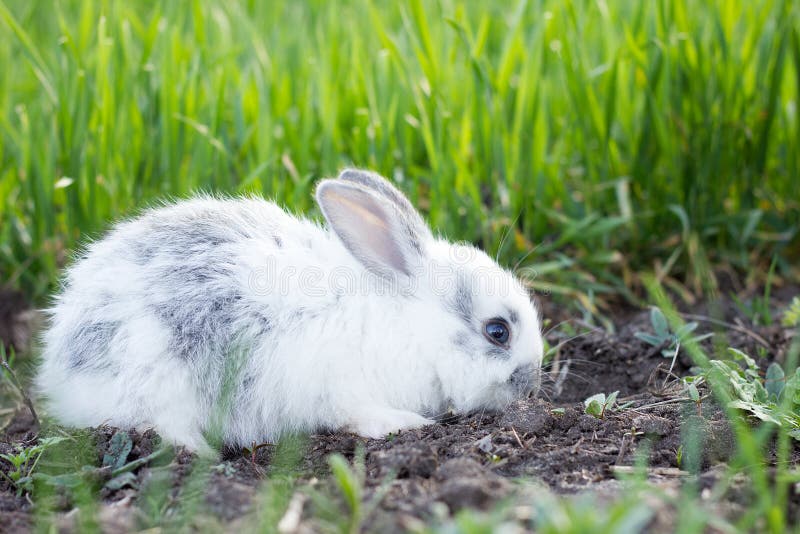 Little White Fluffy Rabbit on a Green Meadow. Stock Photo - Image of ...