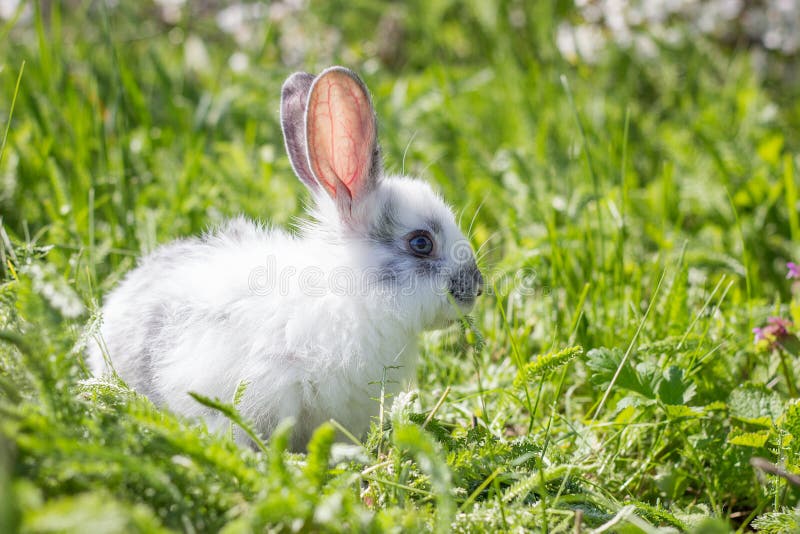 Little White Fluffy Rabbit on a Green Meadow. Stock Photo - Image of ...
