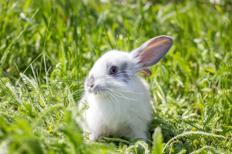 White Fluffy Rabbit on Green Grass. Easter Bunny Stock Image - Image of ...