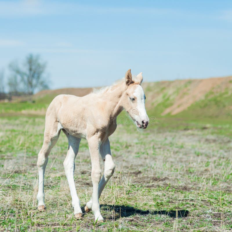 White Foal Graze Near the Mother Stock Photo - Image of horizontal ...