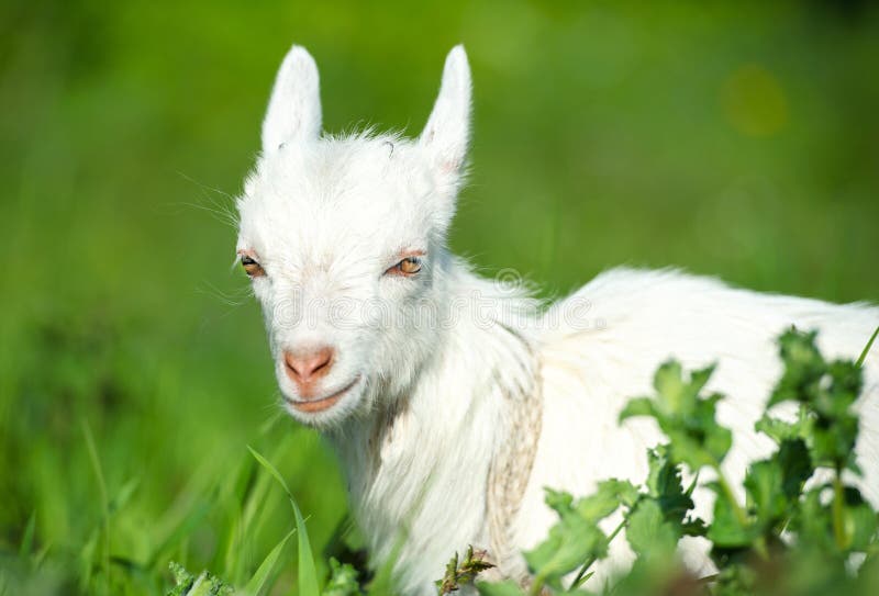 Little white goat kid stock image. Image of goat, agriculture - 150885657