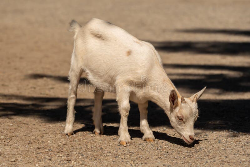 A Little White Goat Outdoors in Nature Stock Image - Image of ...