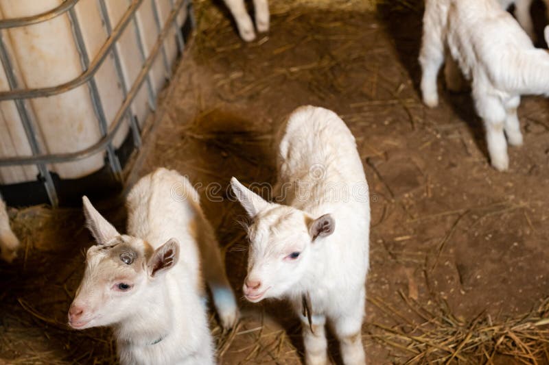 Little White Goats on a Farm with a Barn Stock Photo - Image of young ...