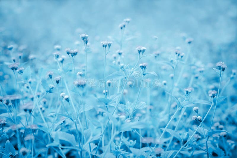 Little White Grass Flower Blooming with Blue Filter Effect Stock Image ...