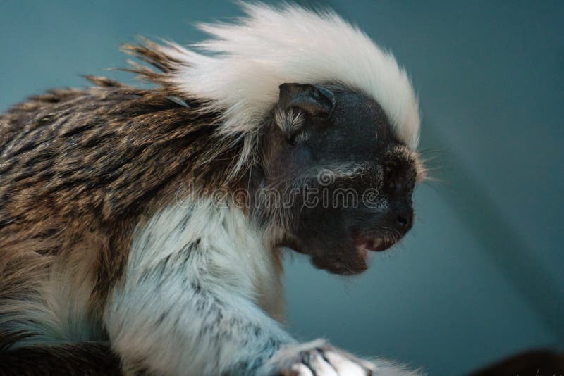 Little White-headed Monkey in the Green Jungle Stock Photo - Image of ...