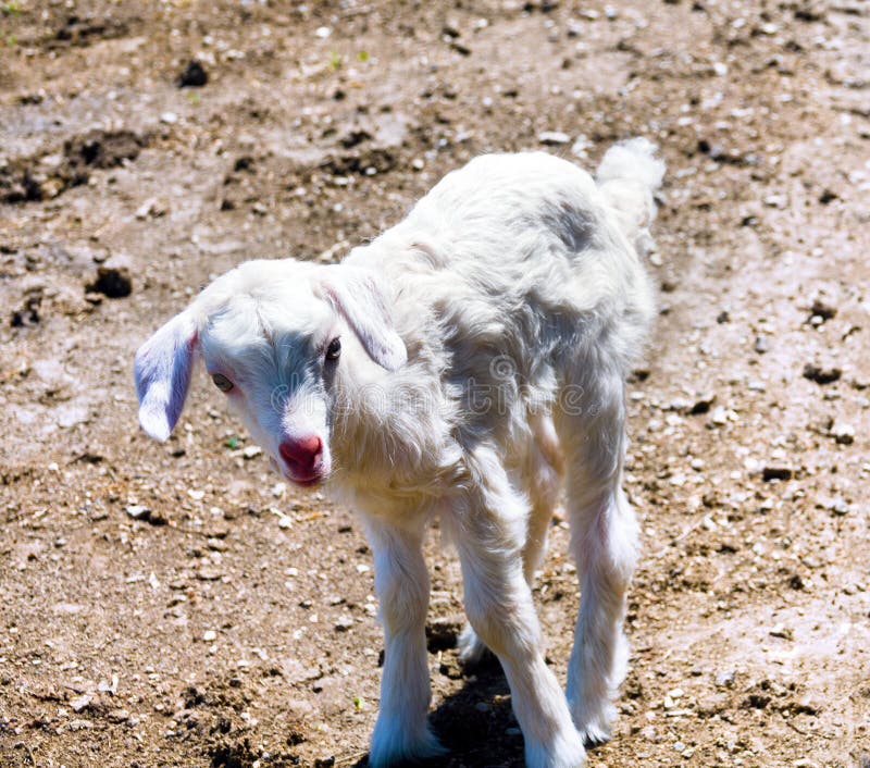 Little White Kid on the Road Stock Photo - Image of buck, eanling ...