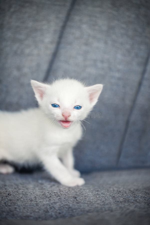 White kitten growling stock photo. Image of little, british - 38898098