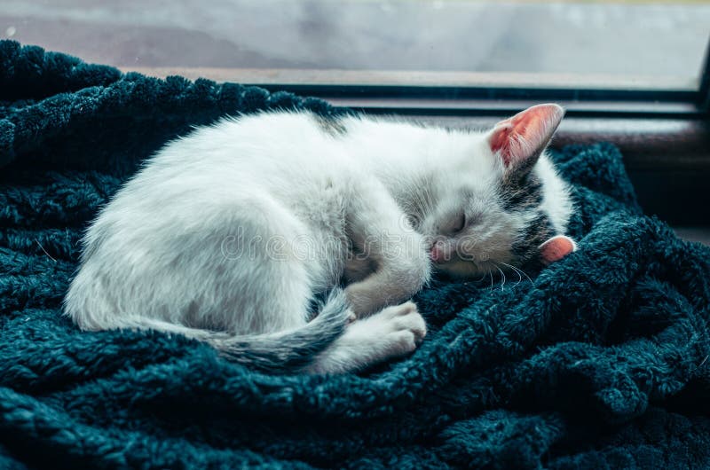 Little White Kitten Sleeping by the Window Stock Photo - Image of ...