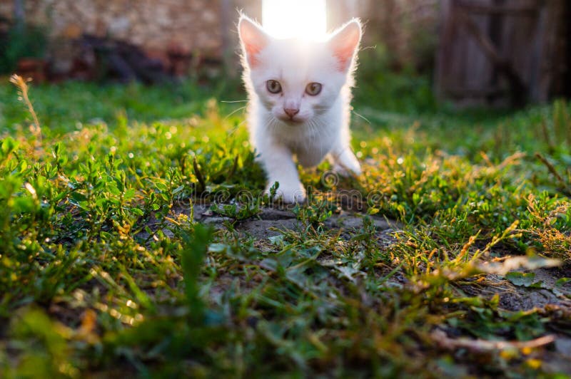 A Beautiful White Kitten is Walking on the Grass, in the Rays of the ...