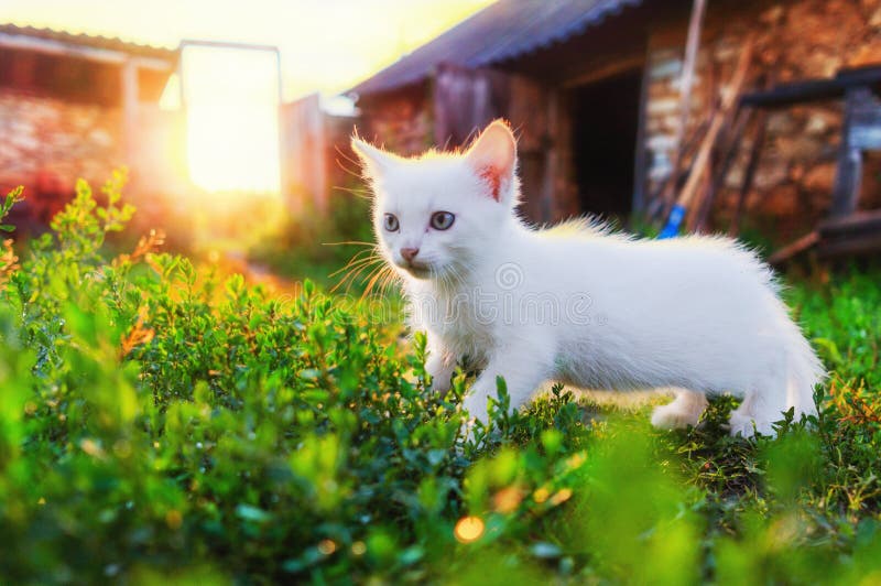 A Beautiful White Kitten is Walking on the Grass, in the Rays of the ...