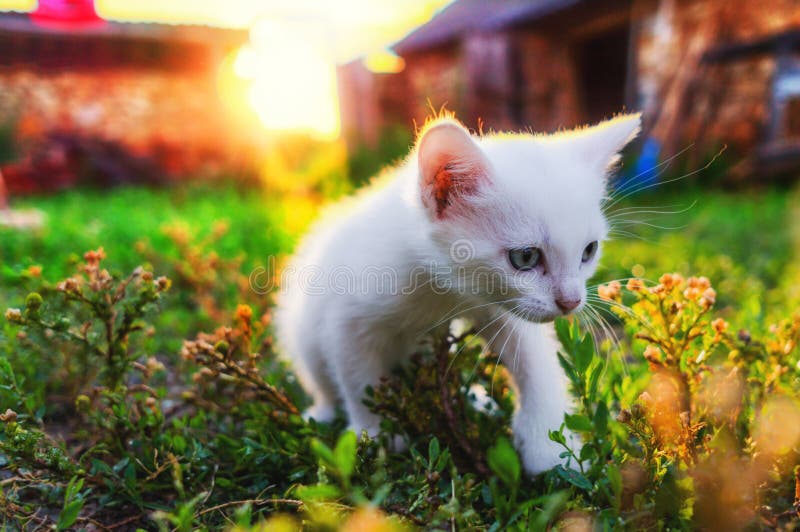 A Beautiful White Kitten is Walking on the Grass, in the Rays of the ...