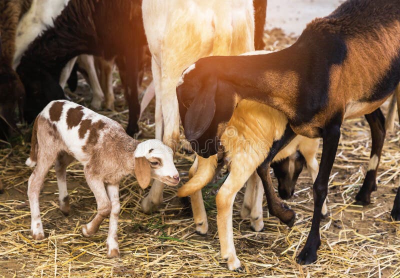 Little white lamb in barn stock image. Image of countryside - 87145563