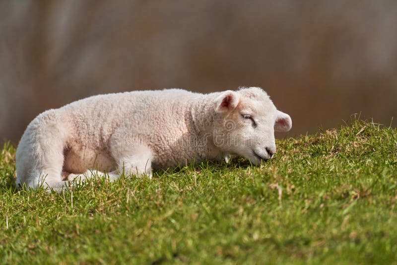 Relaxing white lamb on a stock image. Image of livestock - 217227171