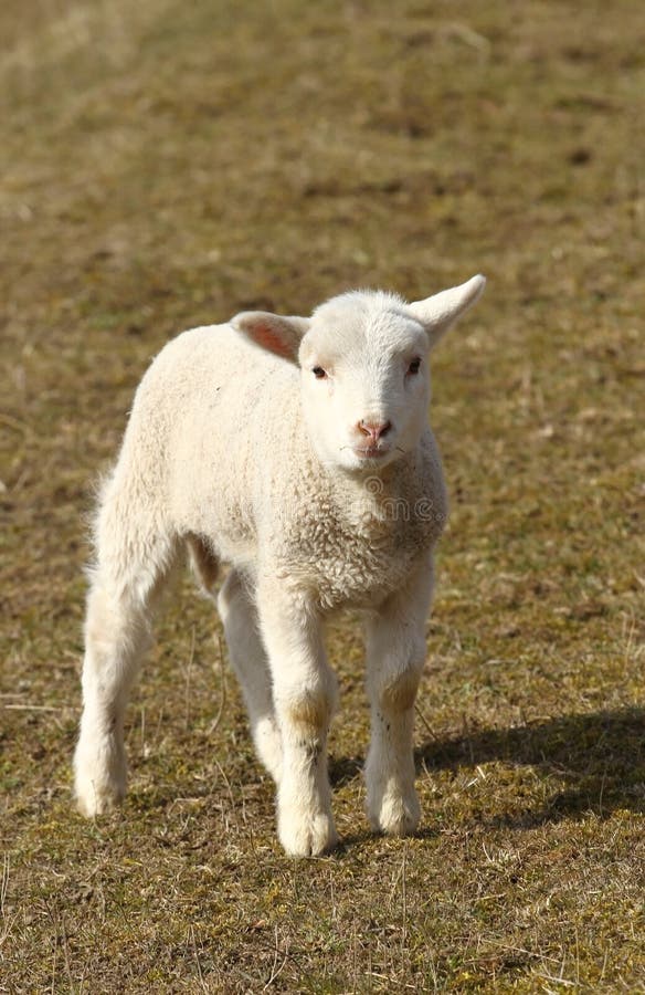 Little lamb stock photo. Image of green, naivety, curious - 30150974