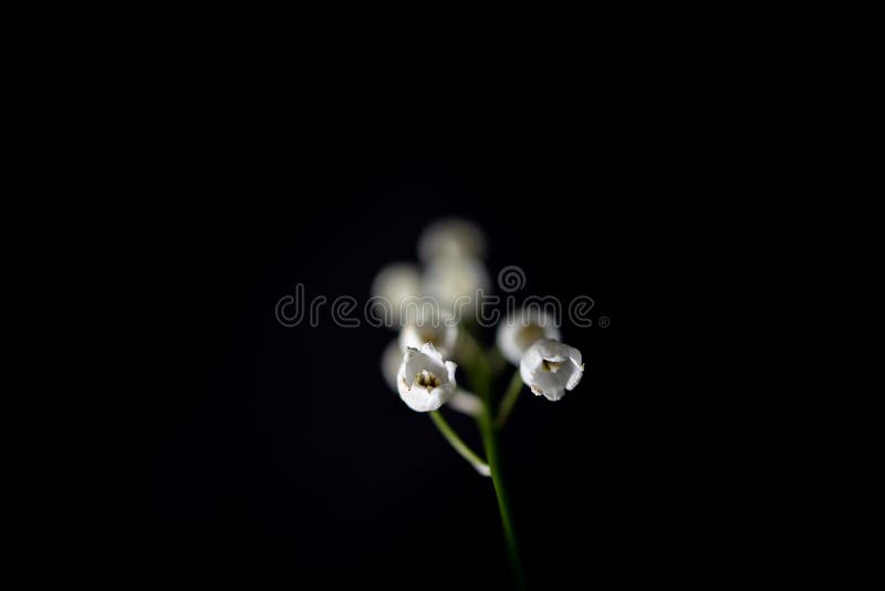 Little White Lily of the Valley Sprig on a Black Smooth Background ...