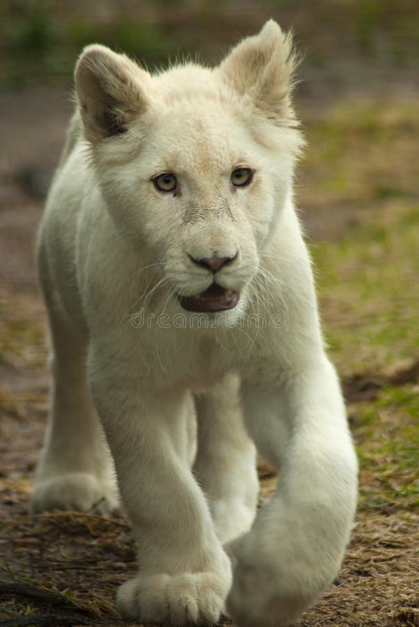 Little white lion cub stock photo. Image of mane, mammal - 11555834