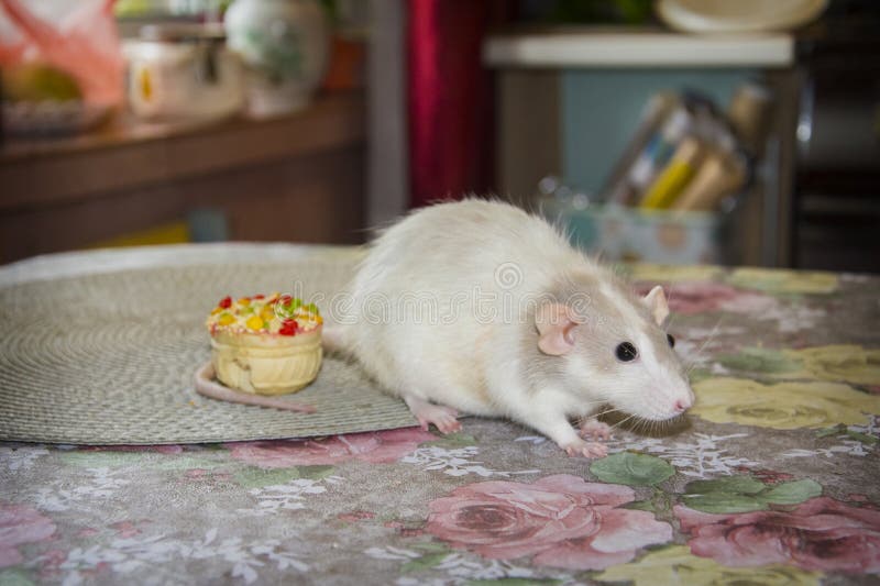Closeup the Mouse Eats the Grain Near the Burlap Bags on the Floor of ...