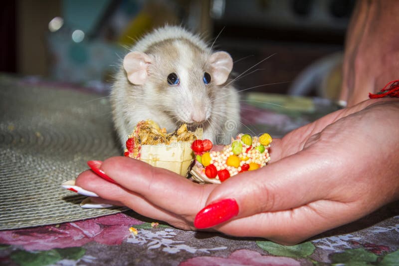 Little White Mouse in Hand Eats Food for Rodents Stock Photo - Image of ...