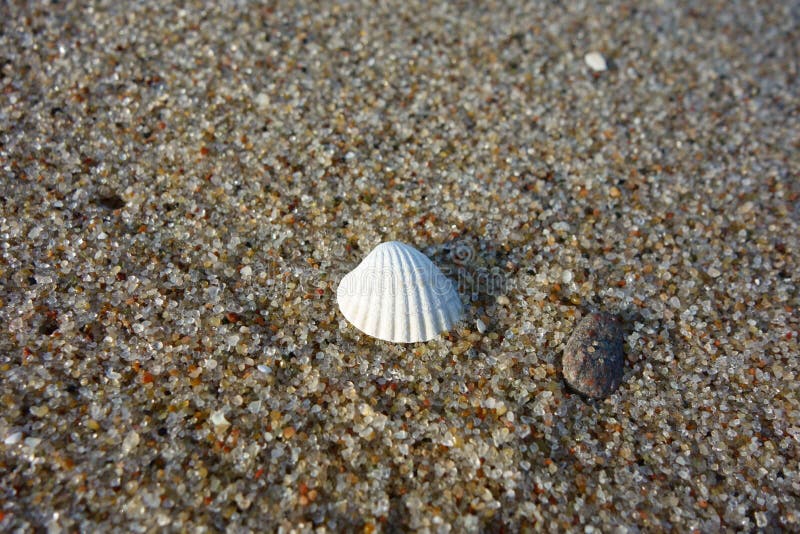 Little White Mussel on Sand, Closeup Stock Image - Image of shore ...
