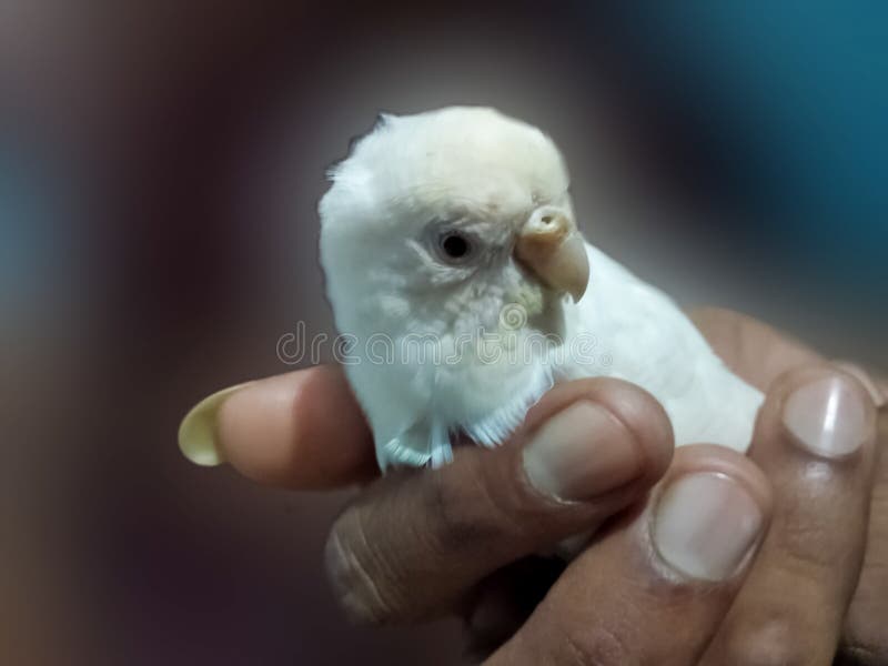 Little White Parrot in Hand. Stock Image - Image of white, cute: 169578817