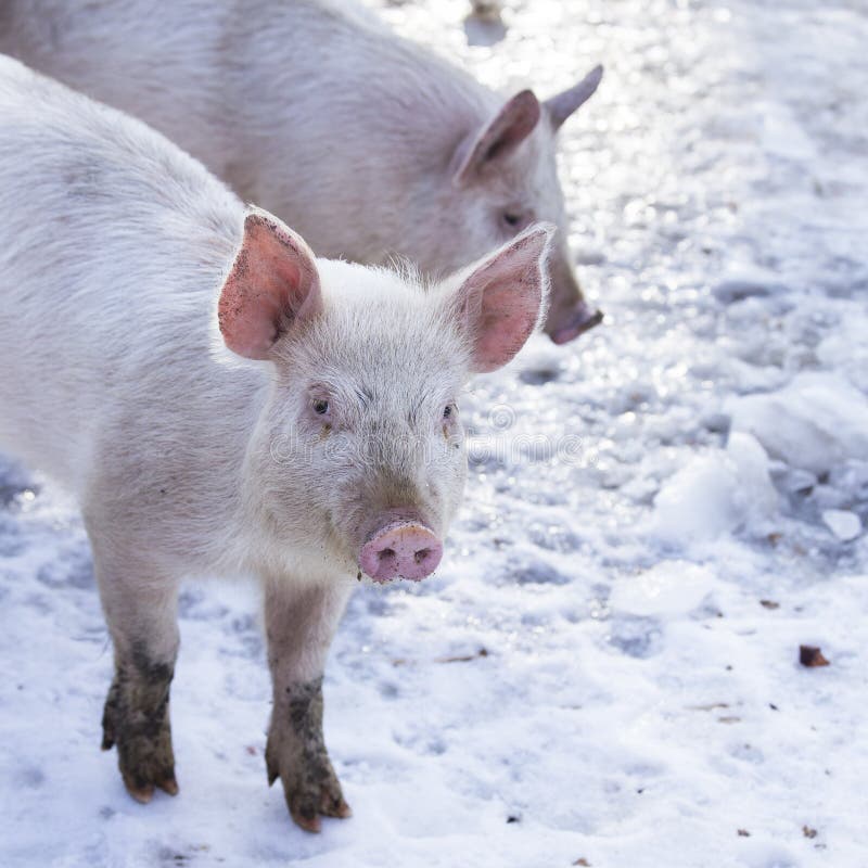 Old white farm barn stock image. Image of building, historic - 33153343