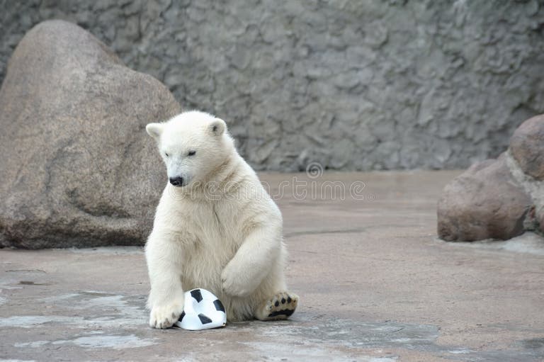 Little White Polar Bear with Ball Stock Image - Image of claw ...