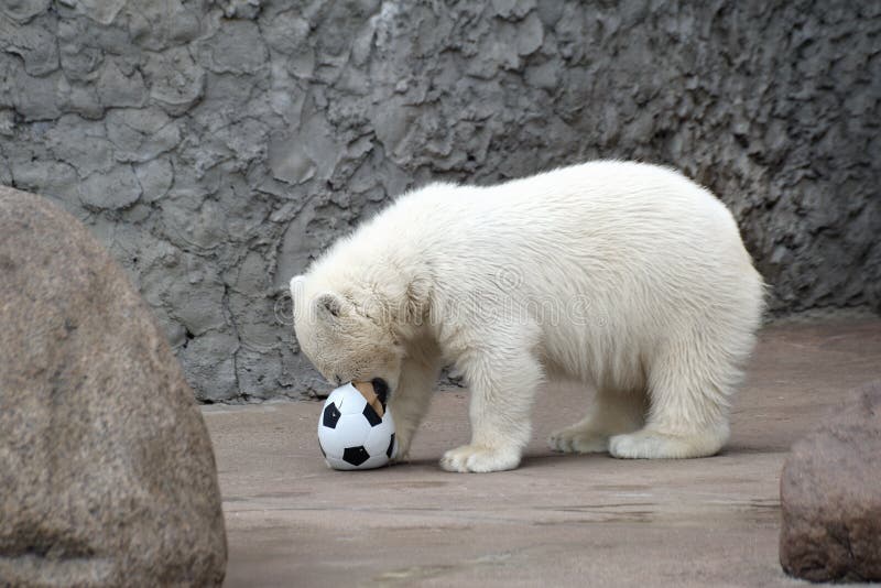 Little White Polar Bear with Ball Stock Photo - Image of habitat, furry ...