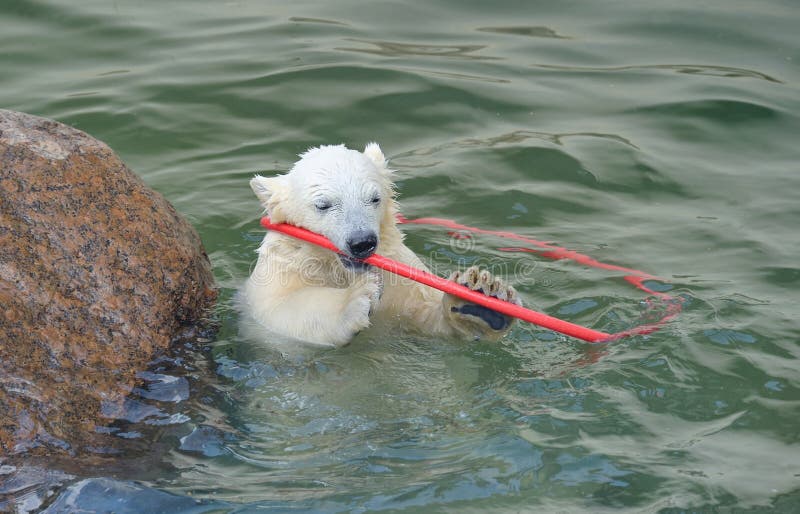 Little White Polar Bear Playing Stock Photo - Image of marine, life ...