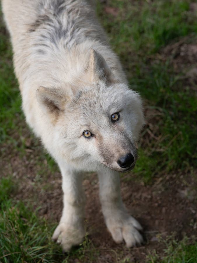Little White Polar Wolf Looks Up Stock Photo - Image of wolves ...