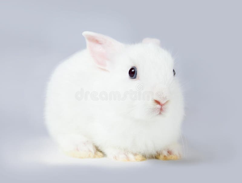 Little white rabbit stock image. Image of soft, rabbit - 15940879