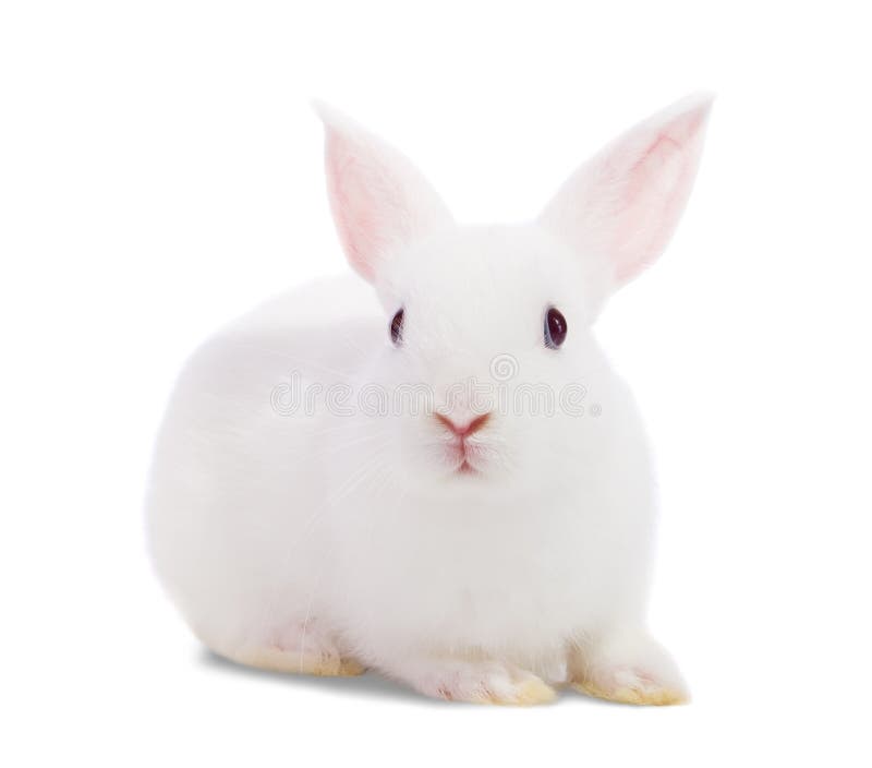 White rabbit stock image. Image of baby, youngling, downy - 3254909