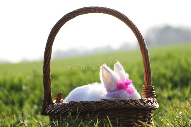 Little White Rabbit in a Basket. Stock Image - Image of animal, hair ...