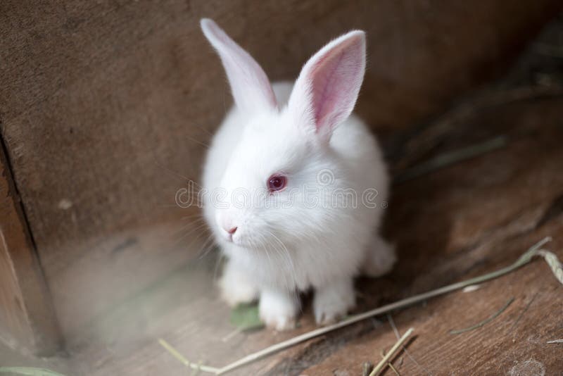 Little white rabbit stock image. Image of baby, nature - 182763121